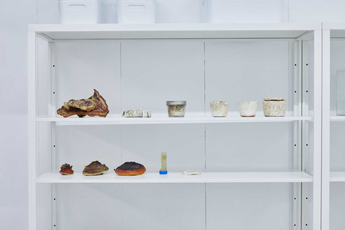 Bob Hendrikx innovates: living mycelium as a raw material for 'Loop ...